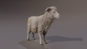 SHEEP – PROTOFACTOR